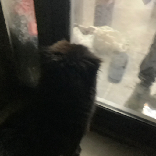黄牌佩儿 