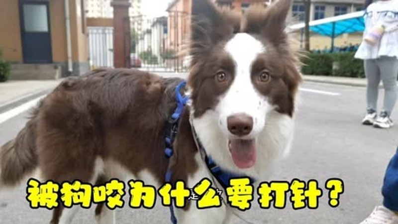 博物馆奇妙之旅!被狗咬了,为什么要打针