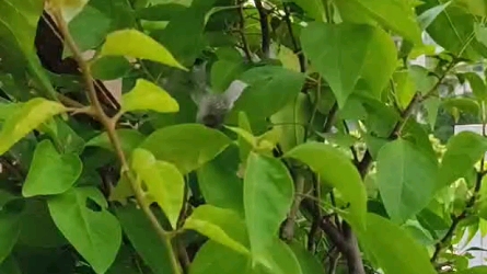 【鸟巢施工中】前有绝景,敬请见证。