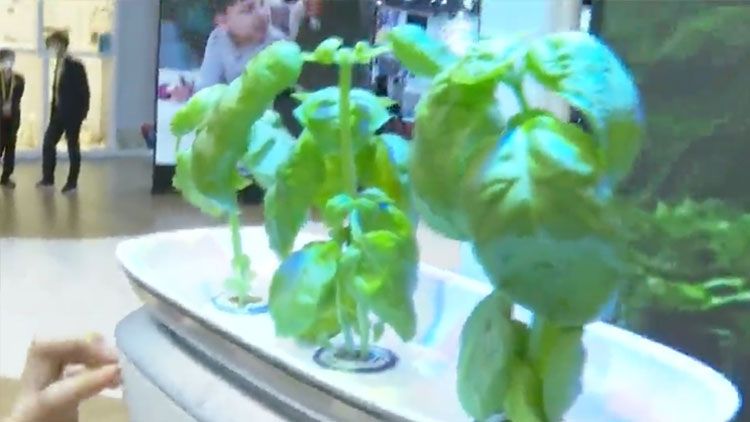 “胶囊种植机”:室内种菜 自带智能灌溉系统