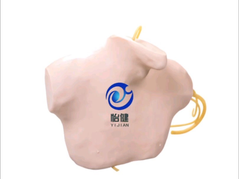 中心静脉穿刺插管模型