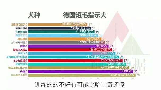 世界各国犬类智商排行榜,看看你家的狗狗第几名