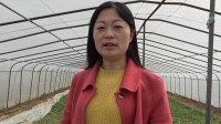 农村大棚辣椒最简单实用的种植方法,听听农村姑娘的讲解