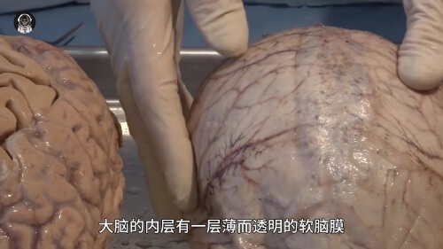 你的是如何运作的,它的结构与功能远超你的想象