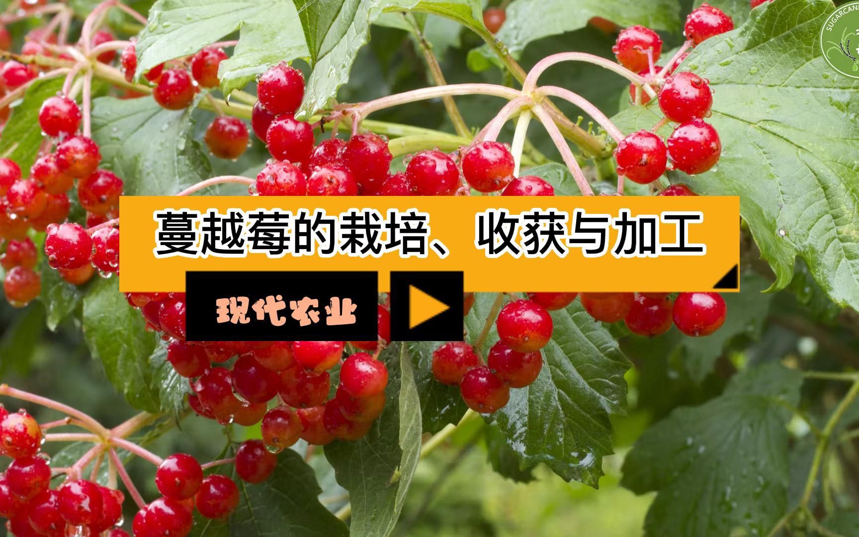 现代农业之——蔓越莓的栽培、收获与加工(老王讲糖系列视频)