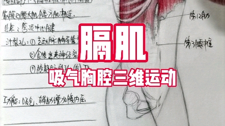 【膈肌】有多少体态问题跟呼吸相关?吸气时胸腔如何三维运动?