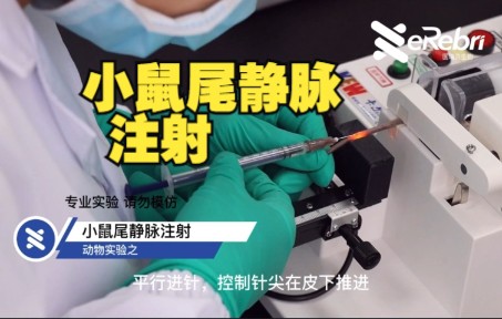 实验:小鼠尾静脉注射
