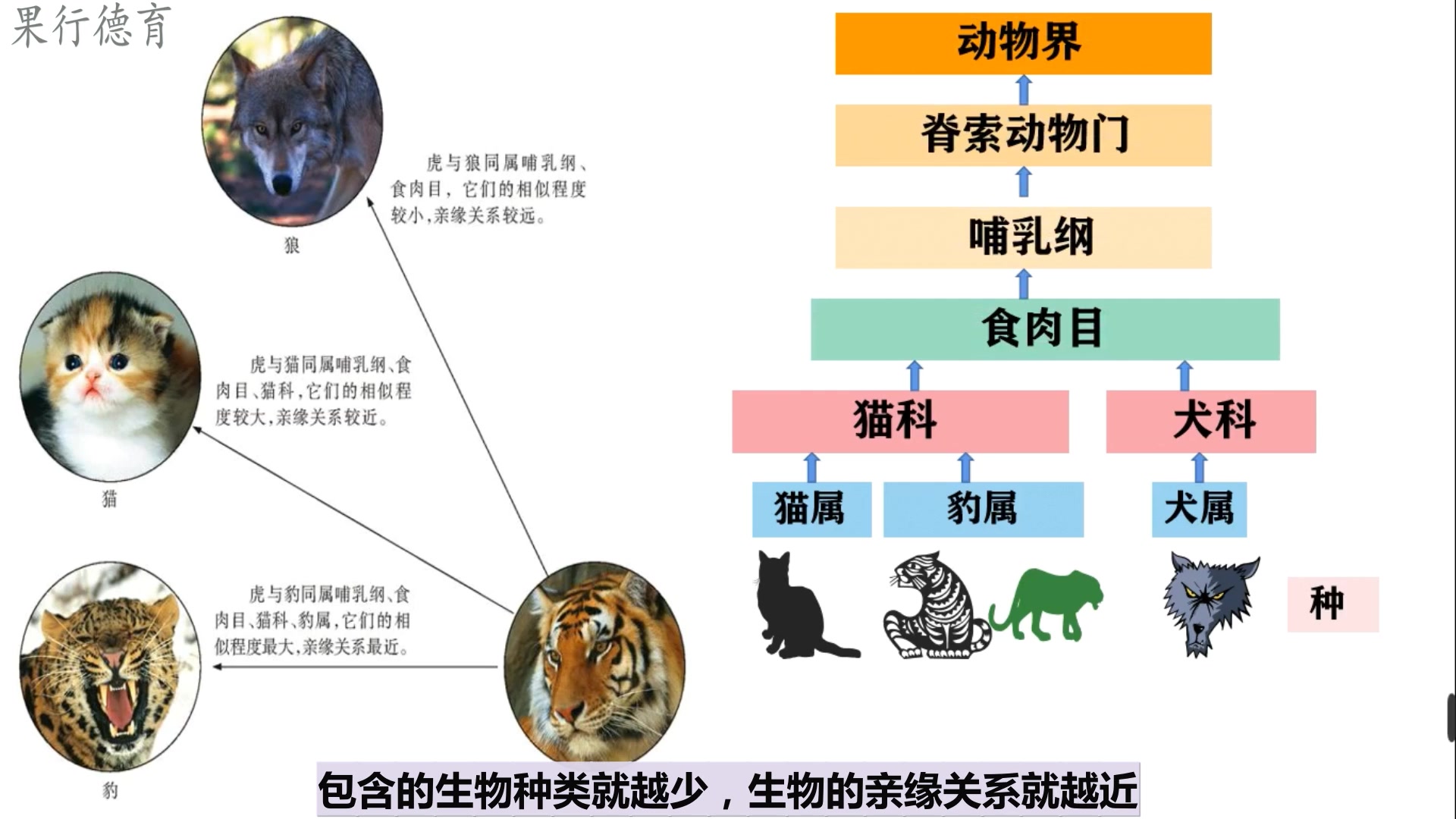 苏教版生物八年级上14.4生物的分类