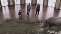 【黑圈子】屋里黑科技动物世界3D全息投影,惊爆了_高清
