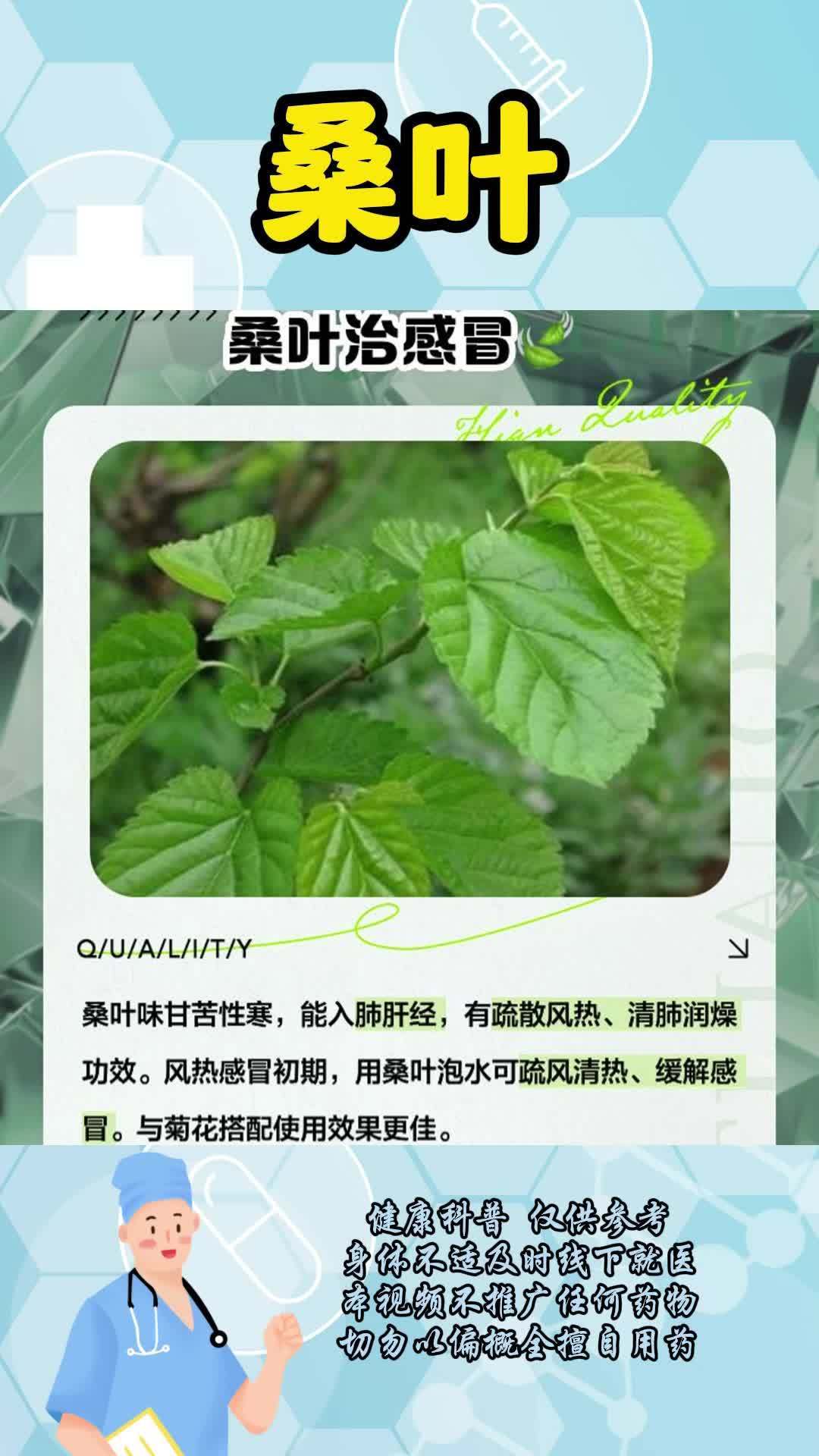 桑叶泡水喝的三大功效,一起看看它到底有多神奇吧!