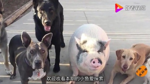 一头猪和5条狗的幸福生活,猪直接被带偏,怎么看怎么像狗