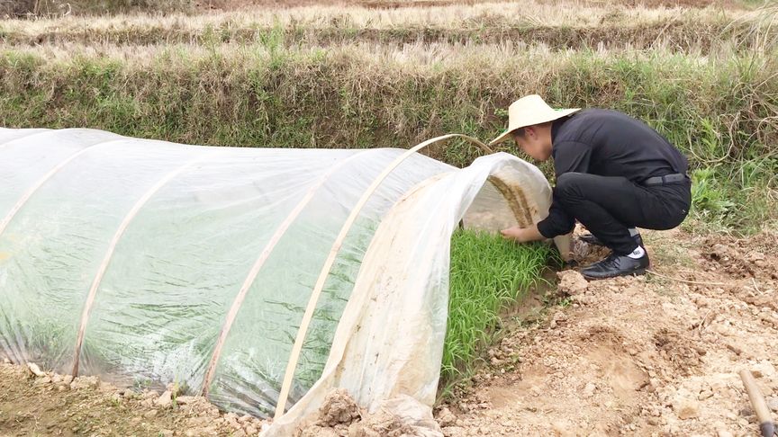 21岁农村小伙为节省劳动力,春耕选择抛秧种植水稻,自称不想太累
