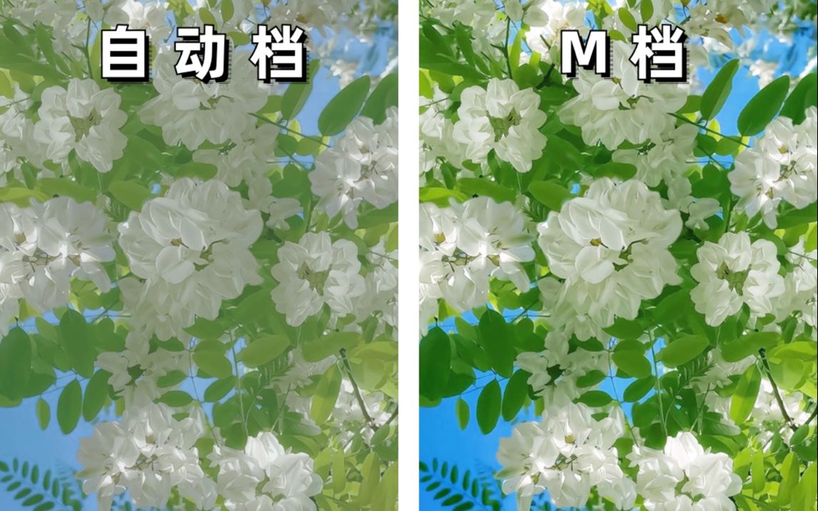 【摄影教程】买了相机还不会用M档?这个视频教会你!