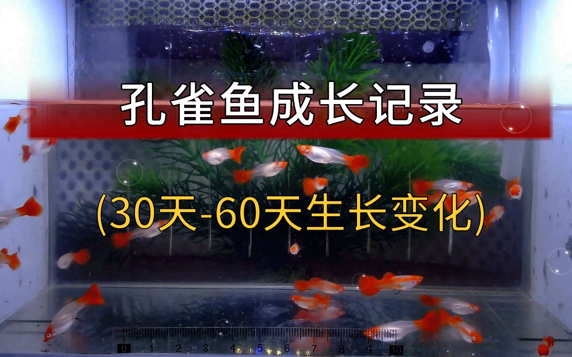 孔雀鱼怎么养?孔雀鱼饲养30天-60天成长变化过程记录