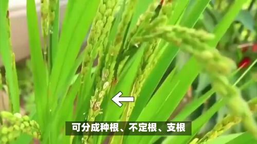 水稻有哪些结构?水稻结构和功能的基本单位是什么