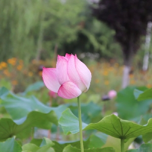 中医是生生之学 