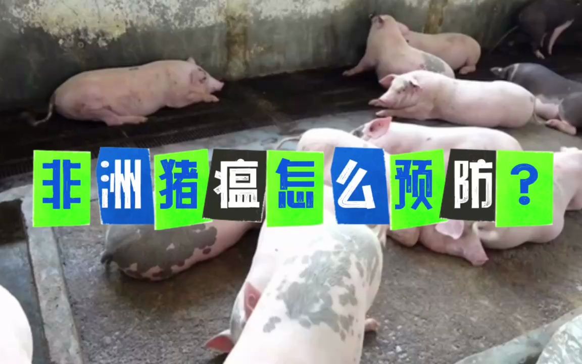 糖萜素预防非洲猪瘟的作用,非洲猪瘟怎么预防治疗用什么饲料添加剂?