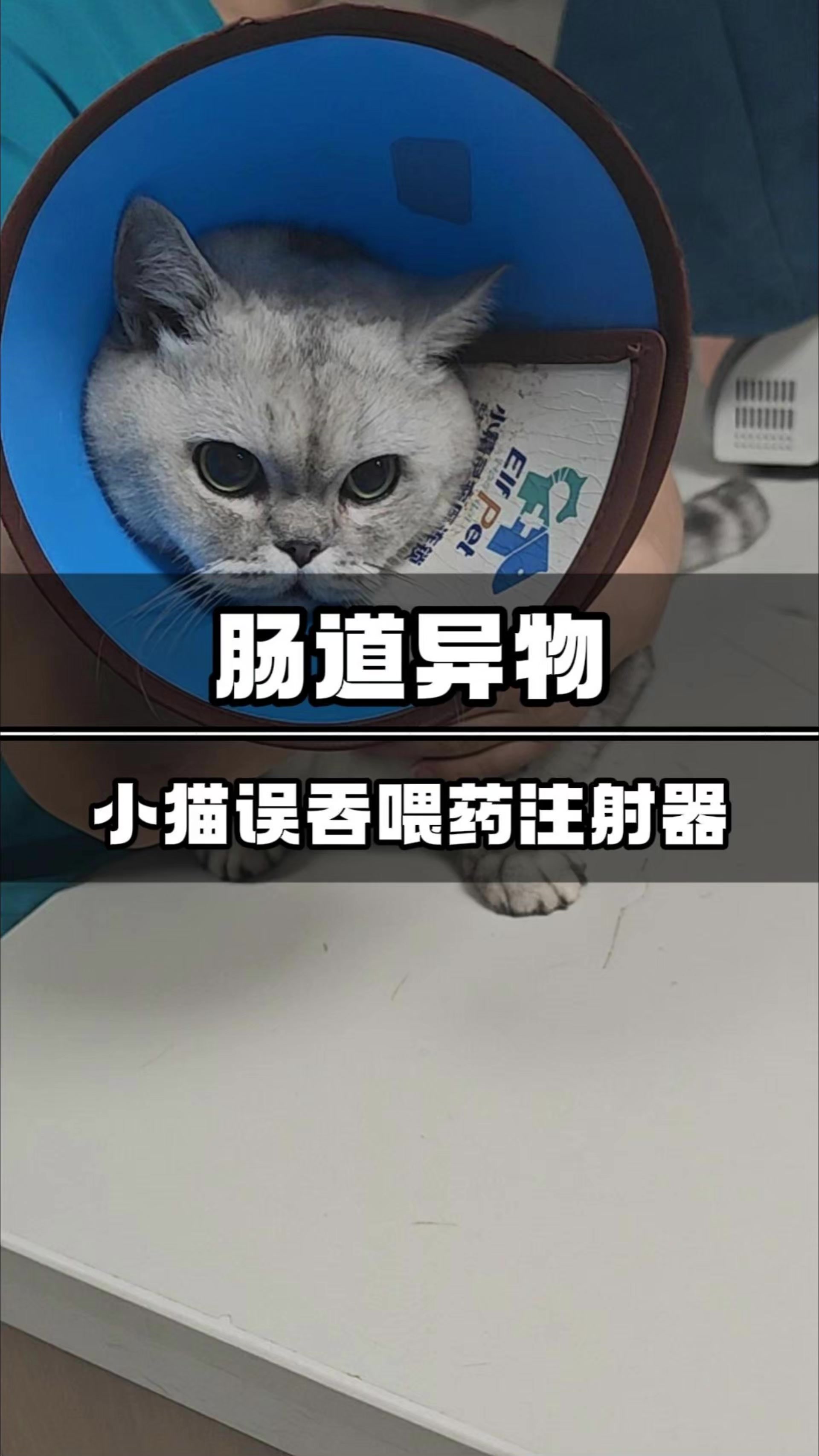肠道异物 主人买到了劣质喂药器给猫喂药,喂药头直接被吞!#宠物健康 #...