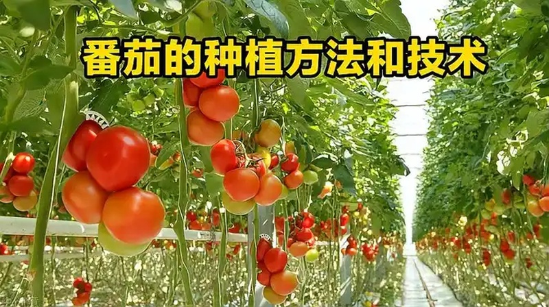 番茄的种植方法和技术