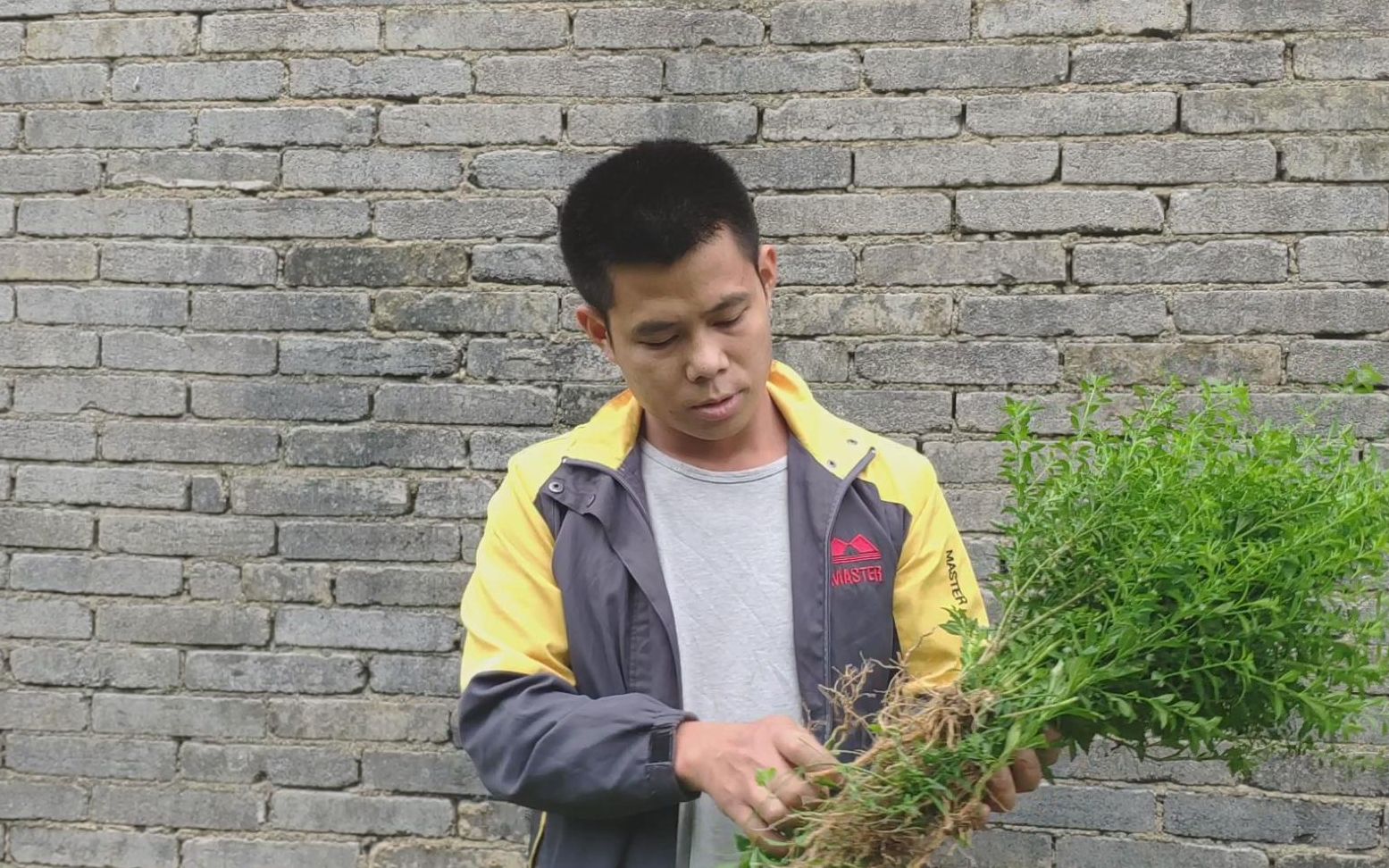 超哥今天去拔野甘草,它有很多用途,不知道你有没有了解过