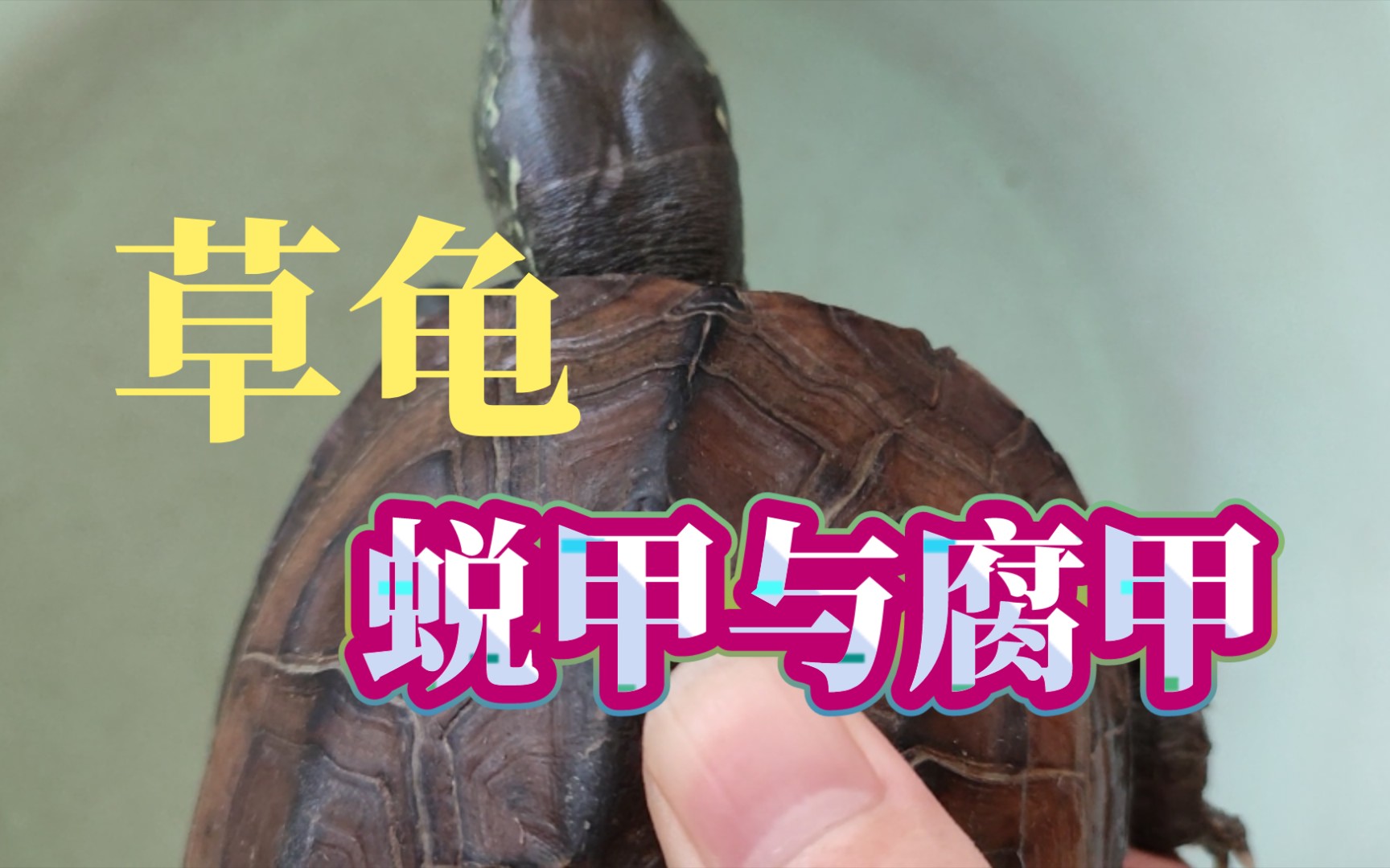...褪甲的基本特点,草龟蜕甲和烂甲的分辨方法,鸫龟先生原创养龟视频