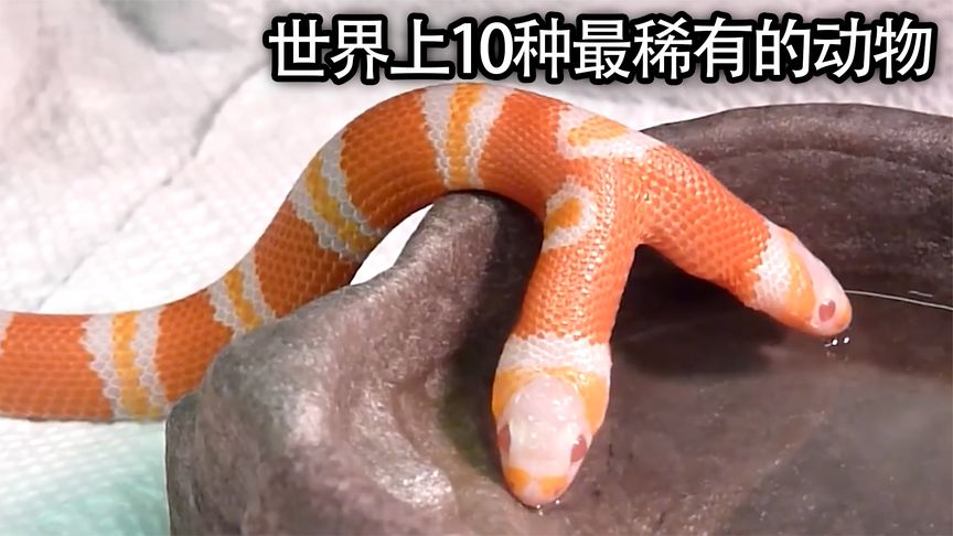 世界上10种最稀有的动物,千奇百怪,相信大多人都没见过?