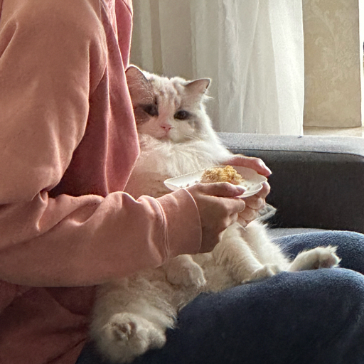 雪糕小胖猫 