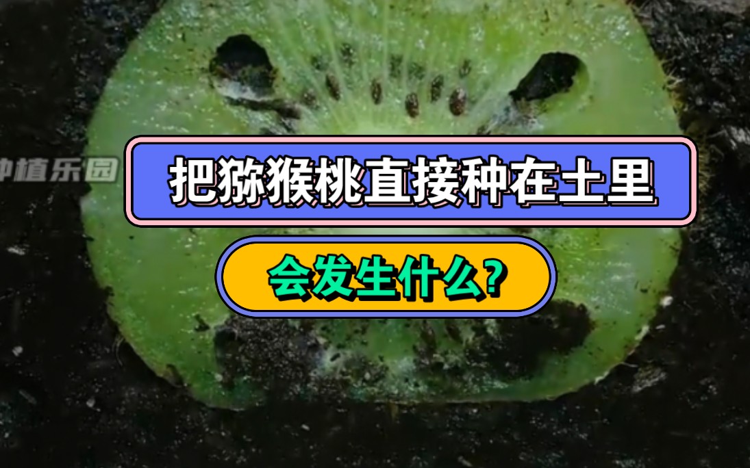 猕猴桃切成片直接种在土里会发生什么?千万别这样种植,不然它会这样...
