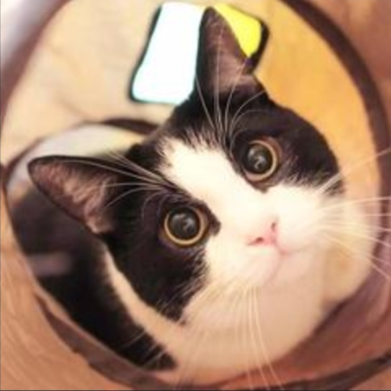 猫咪布西 