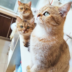 -小黑小花奇诺美伢- 