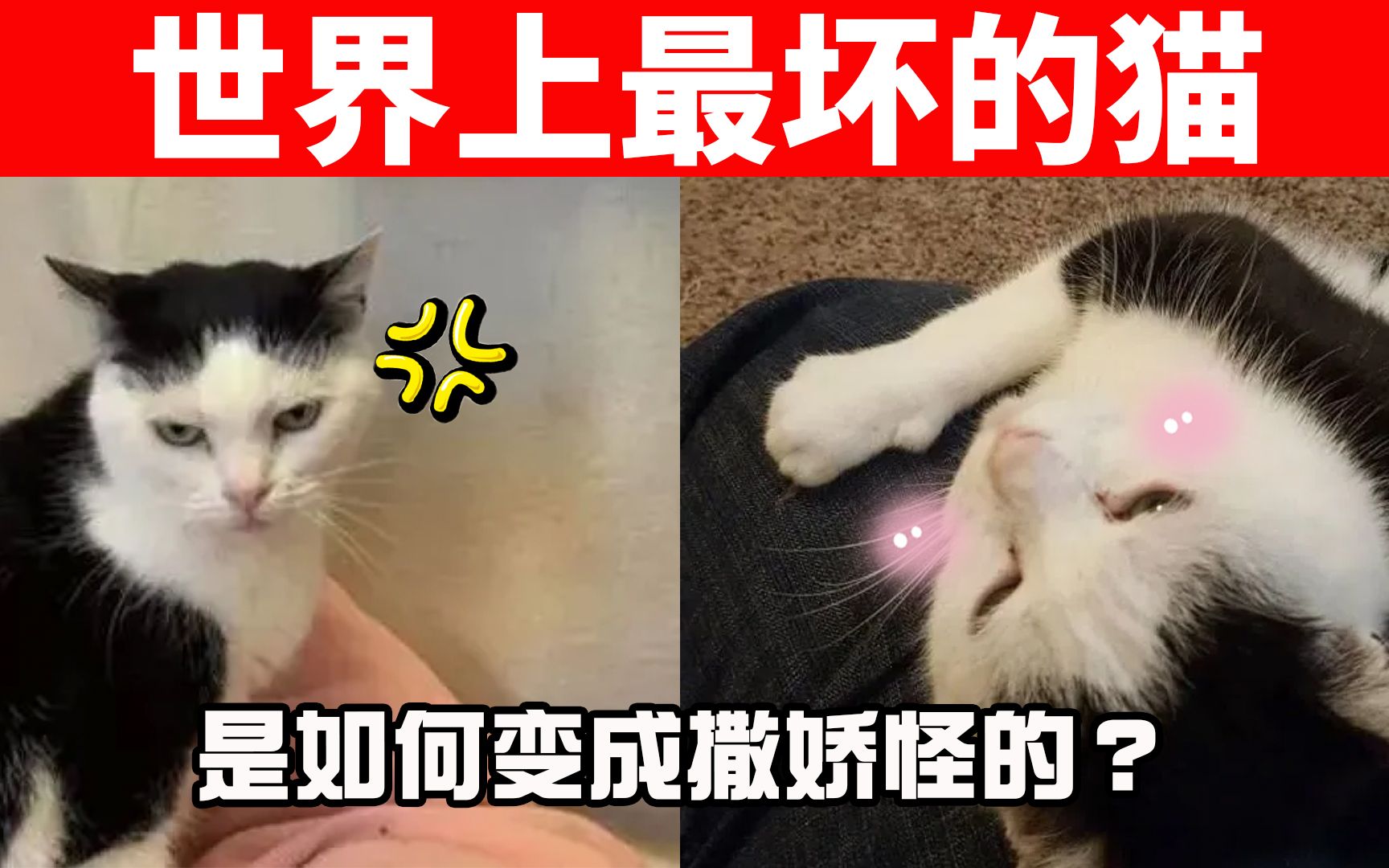 世界上最坏的猫也可以变成撒娇怪,只要做到这件事! 【猫咪趣事EP11】