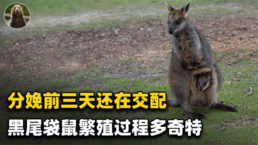 分娩前三天仍可以交配!澳大利亚黑尾袋鼠,繁殖过程有多奇特?