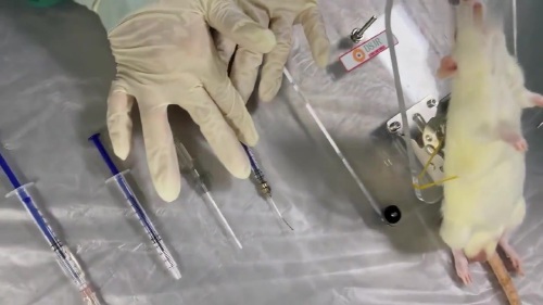 大鼠气管给药博来霉素构建肺纤维化模型