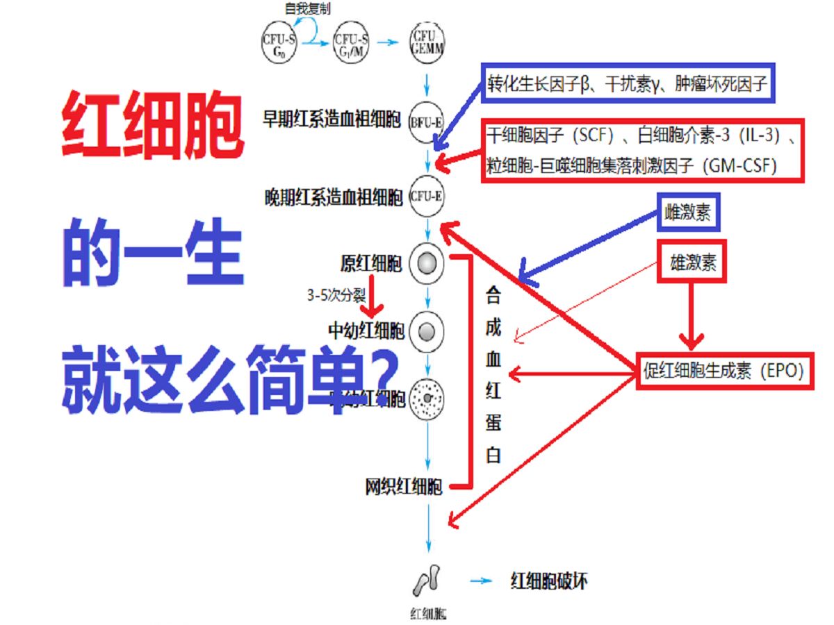 12红细胞从生到灭的一生