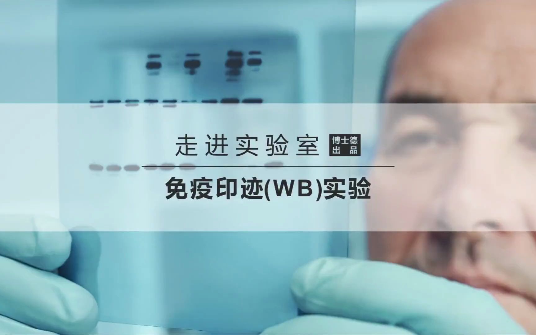 【实验视频】蛋白免疫印迹实验(WB)