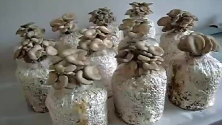 平菇 出菇生长过程,四川省绵阳市食用菌研究所