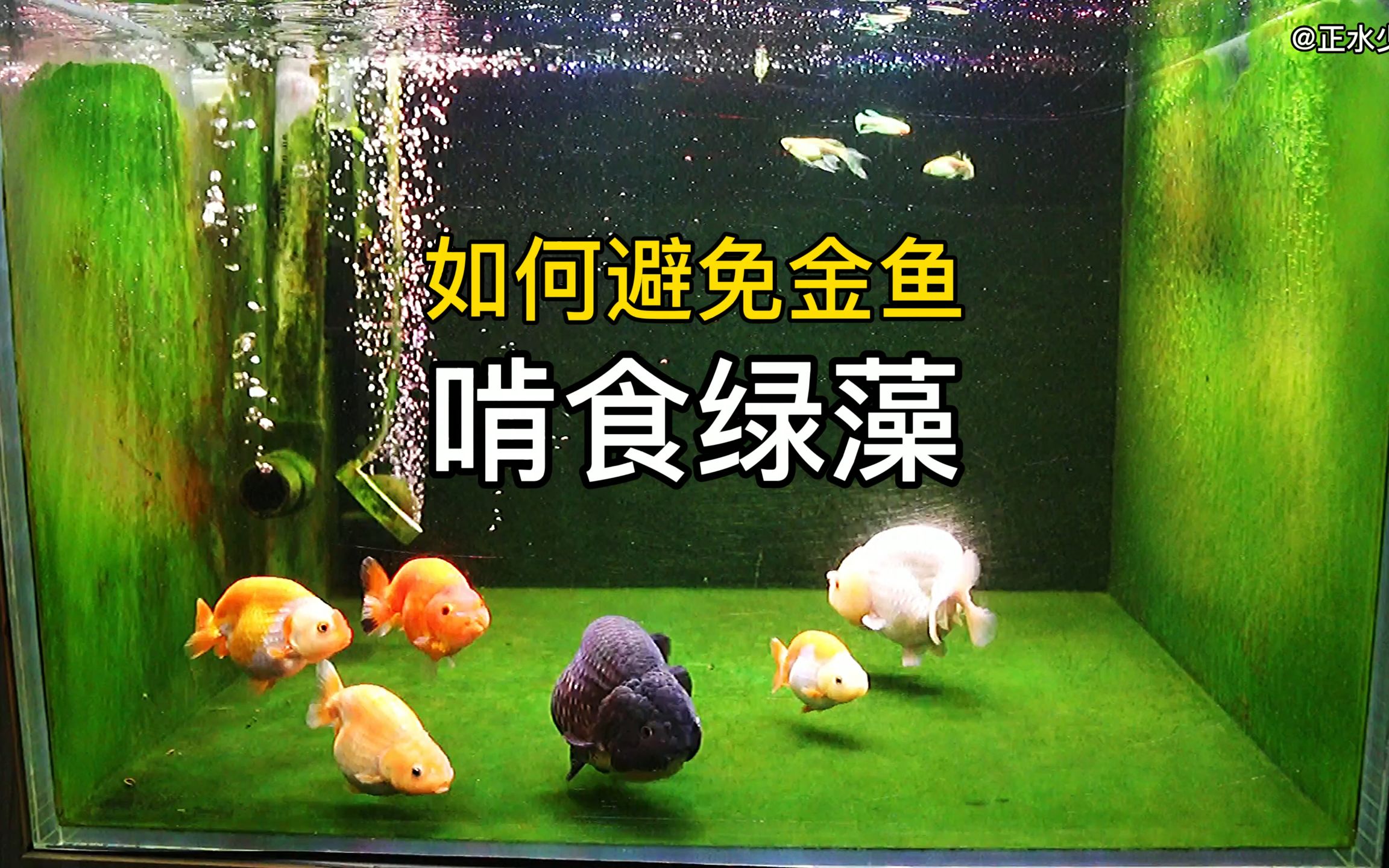如何避免金鱼把你养好的绿藻都啃秃?鱼缸怎么养出完好无埙的绿藻