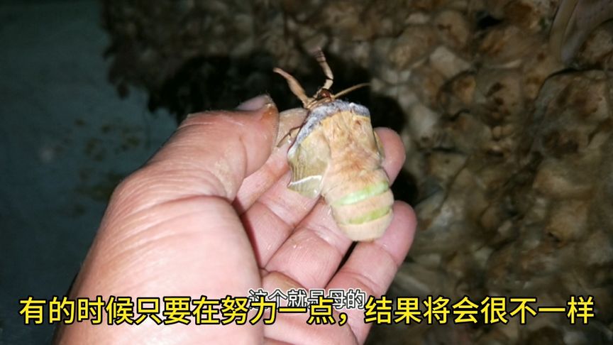 蚕蛾破茧成蝶全过程,坚持看完你会收获很大,你从中学到了什么?