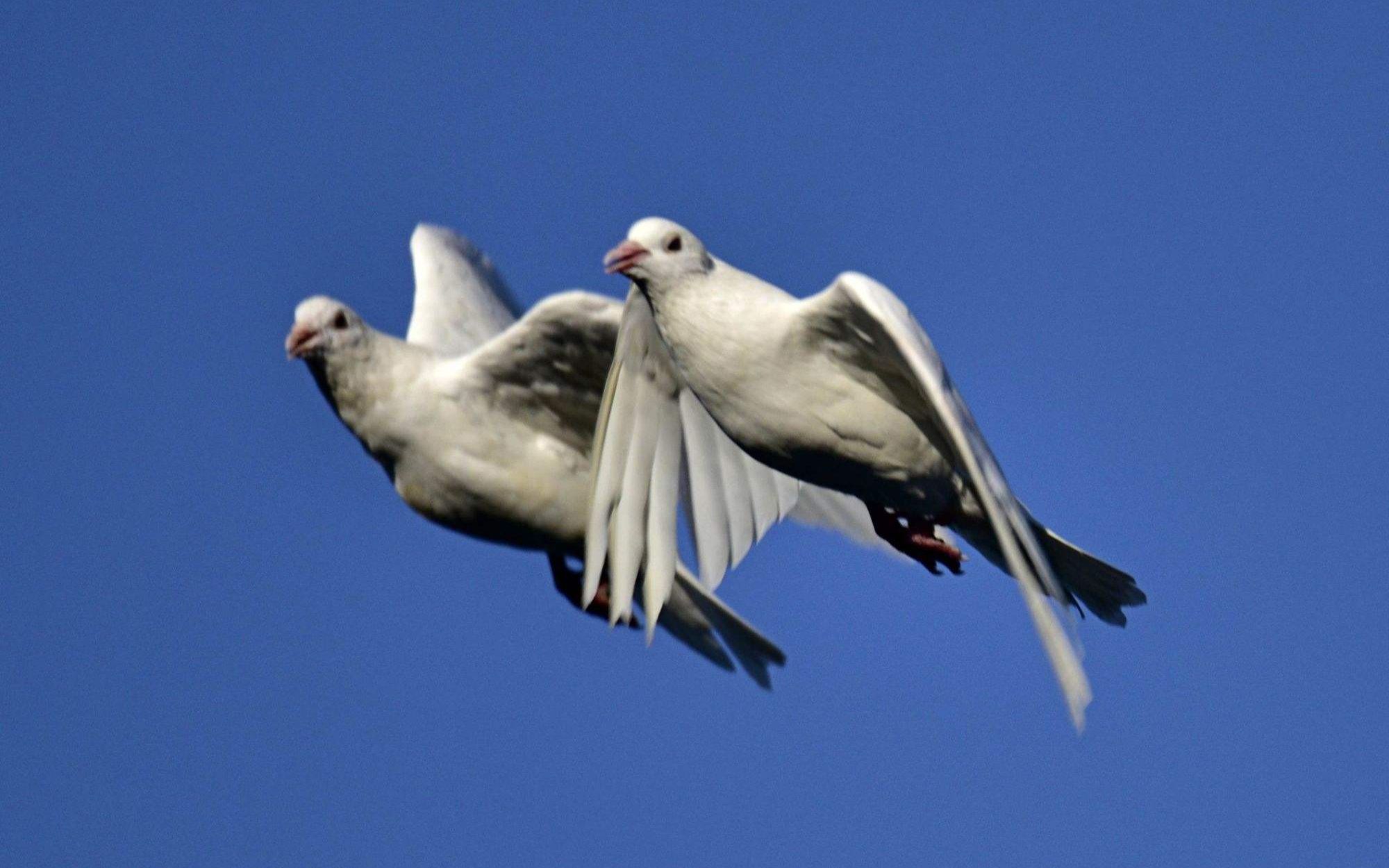 信鸽是怎么准确送信的?