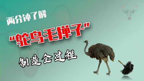 鸵鸟作为不会飞的鸟,它的羽毛并非毫无用处,制作毛掸轻便又吸尘