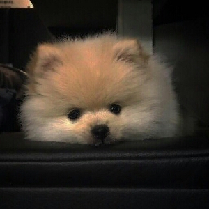 小狗别打瞌睡啦 