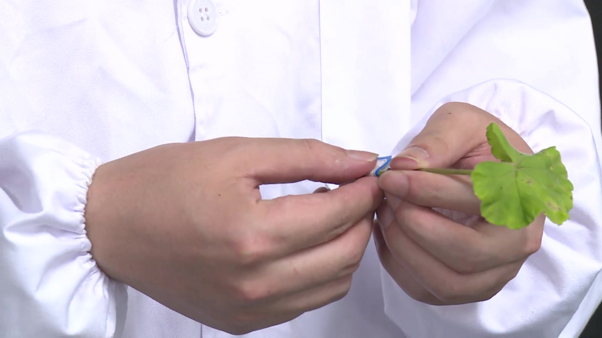 17实验探究十七 二氧化碳是光合作用必需的原料吗?