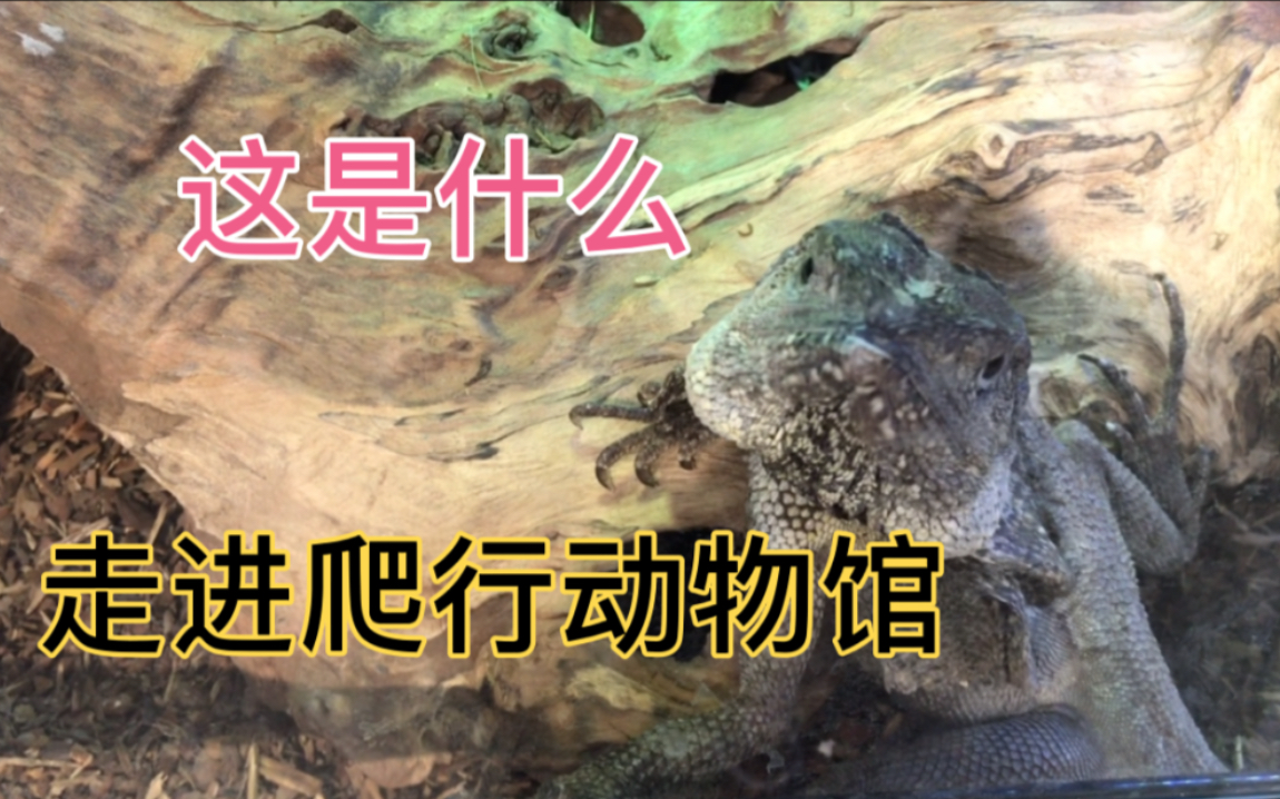 带你走进北京爬行动物馆,大开眼界看看您认识多少