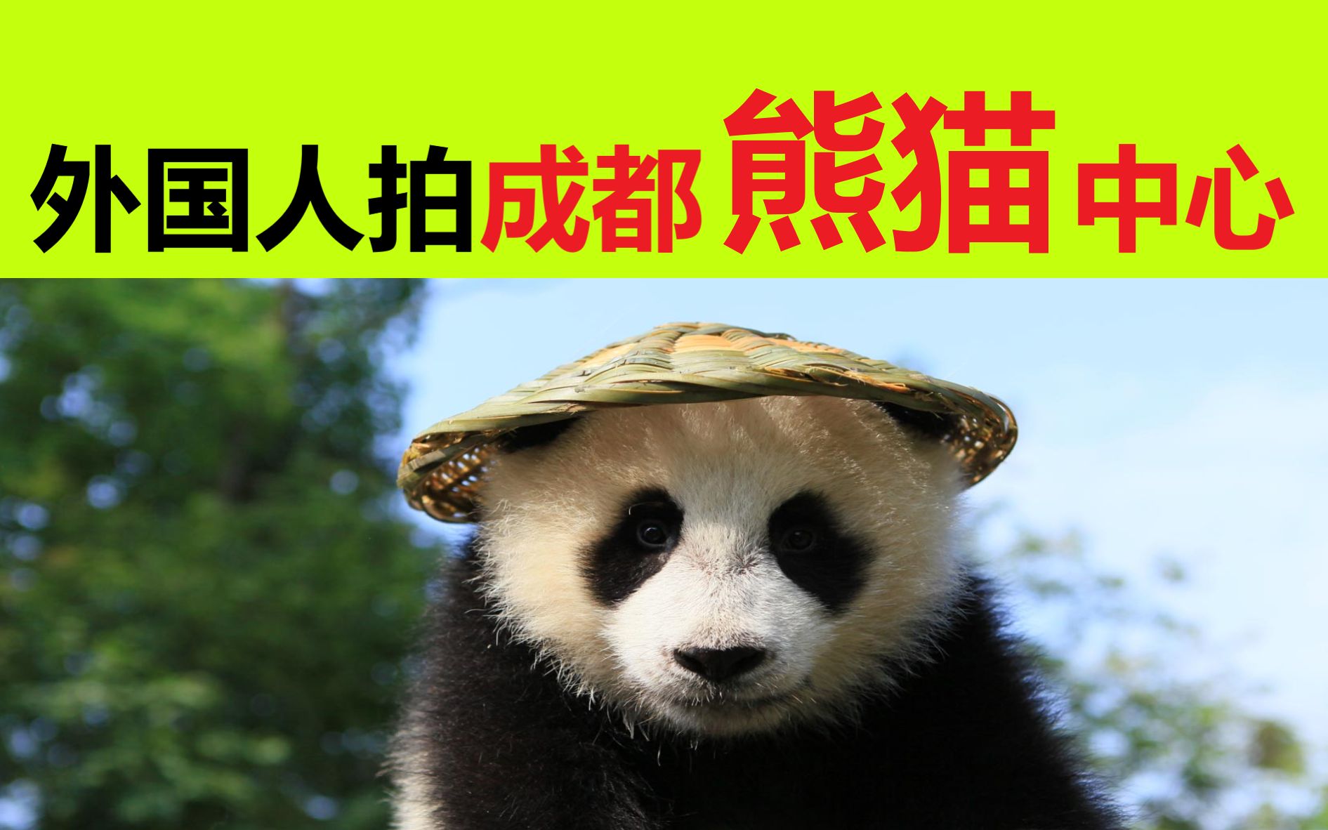 外国人拍的四川成都大熊猫育种研究基地,“我爱中国古典音乐”中国...