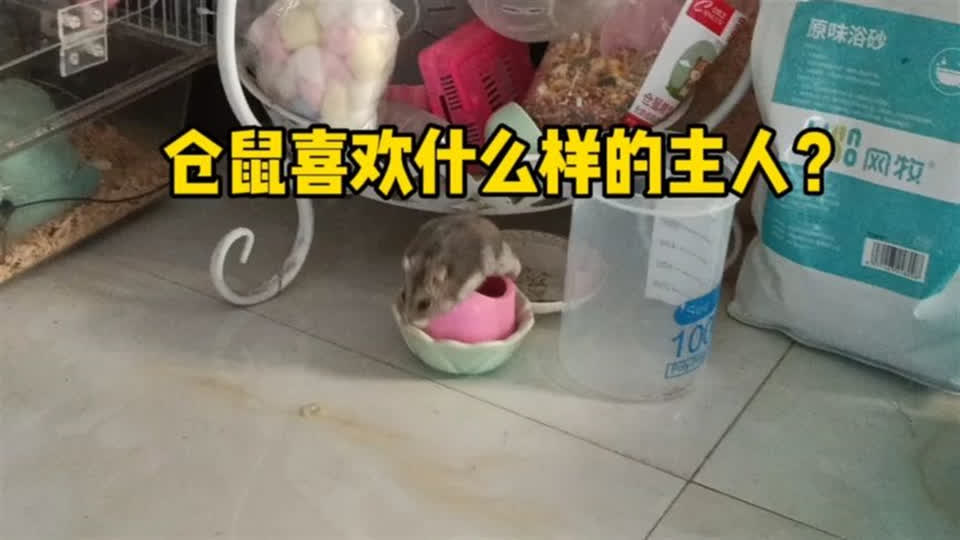仓鼠喜欢什么样的主人?以下几点,你符合几个?