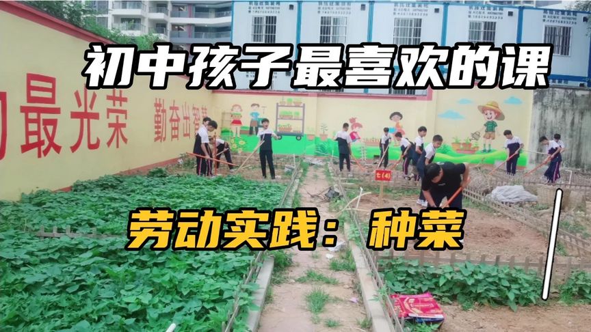 初中学生的劳动实践课,快乐的种菜,绿油油一片,你赞成吗ߑ�!