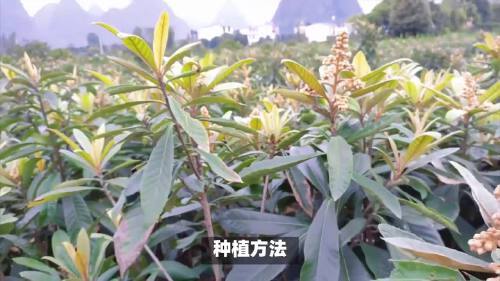 枇杷种子的播种时间,附枇杷种植方法