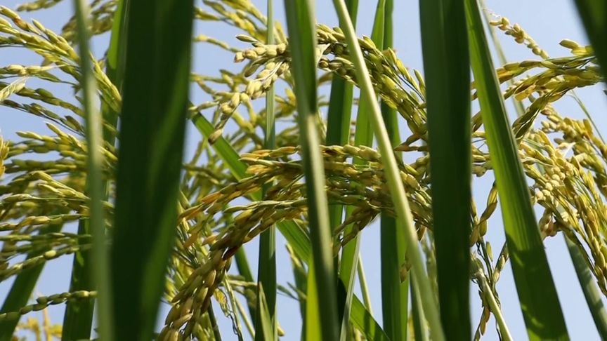 水稻植株高达2.2米,广东韶关乳源巨型稻试种成功