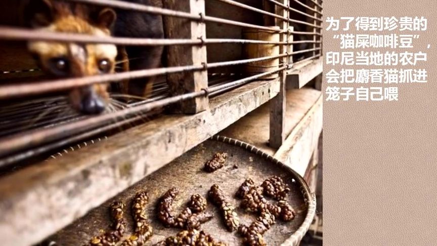 实拍世界最昂贵的猫屎咖啡生产全过程