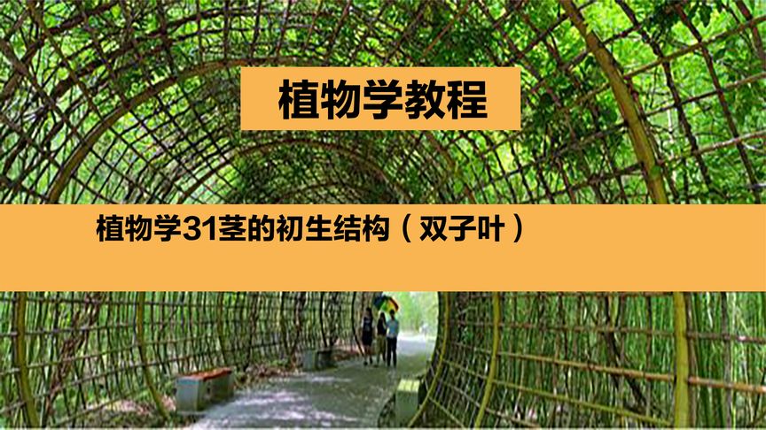 植物学31茎的初生结构(双子叶)
